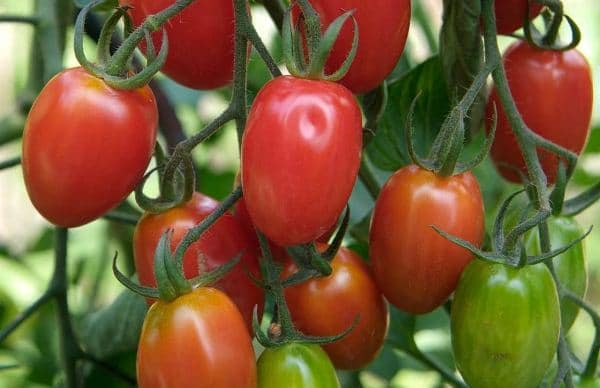 What Is The Sweetest Tomato? Check Top 5 Sweetest Tomato